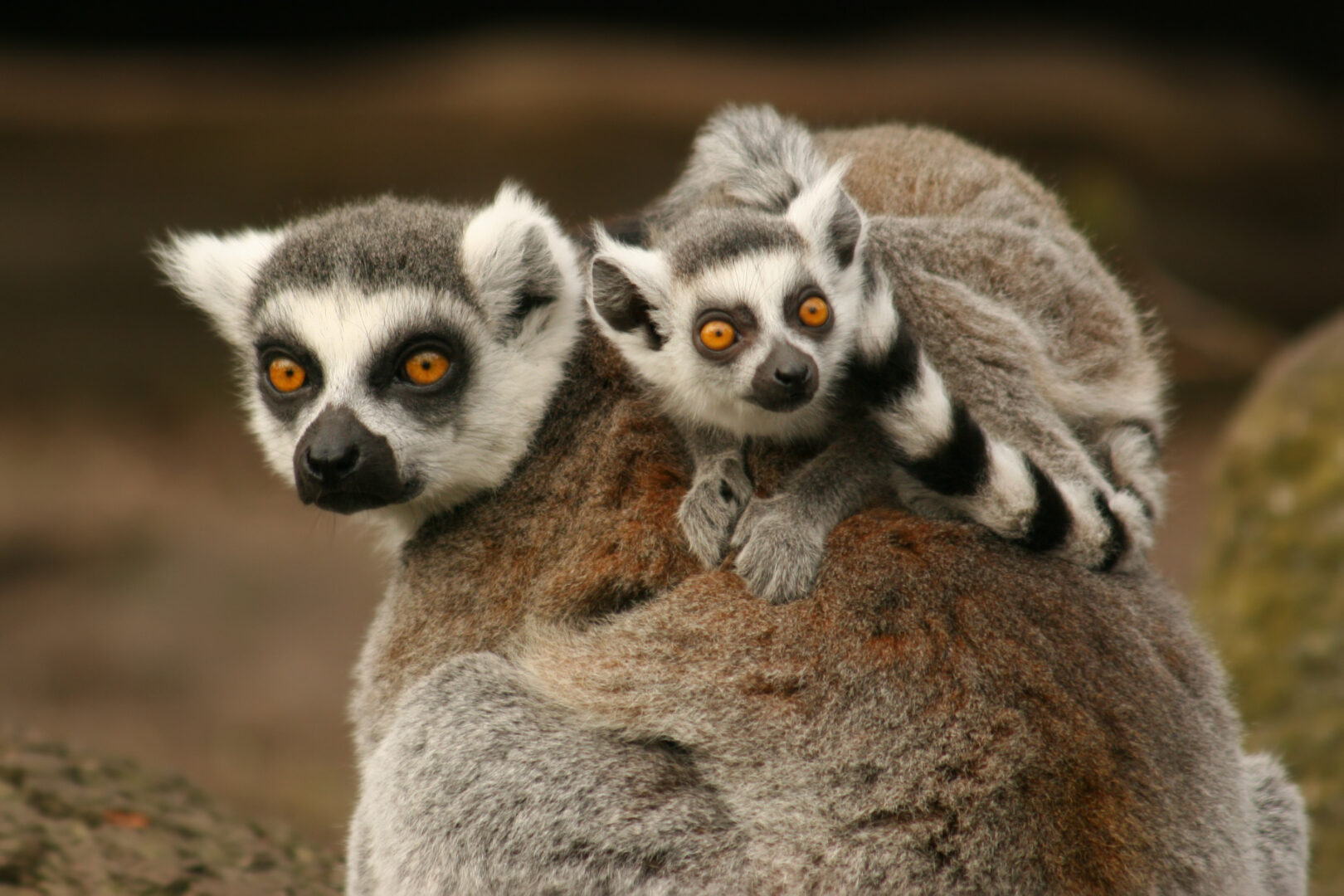 Madagascar Off the Beaten Path - Vaya Adventures - Vaya Adventures