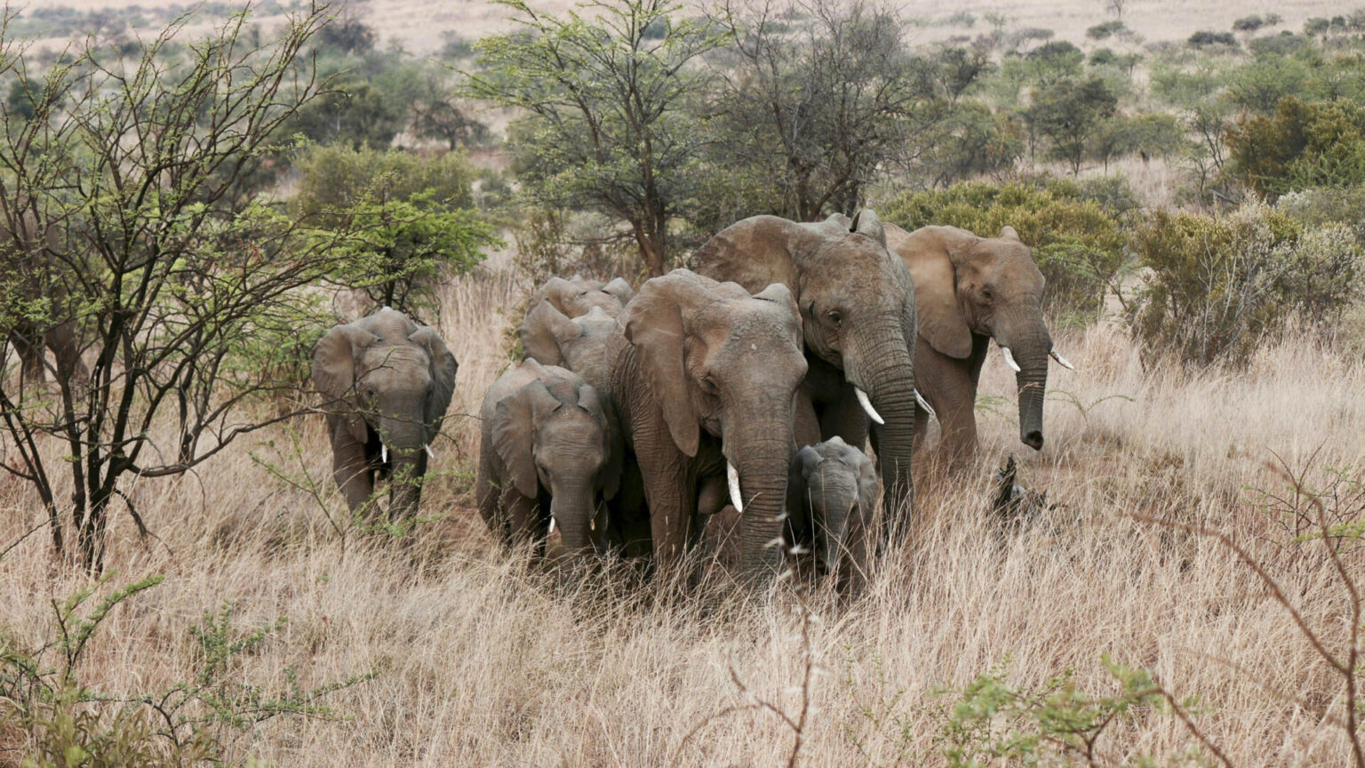Wildlife & Safaris | Vaya Adventures Wildlife Vacations & Safari Tours ...