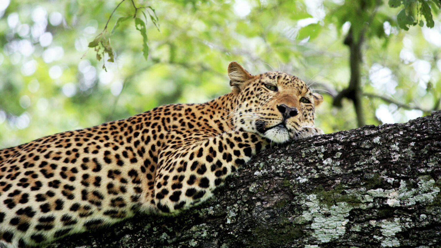 Wildlife & Safaris | Vaya Adventures Wildlife Vacations & Safari Tours ...