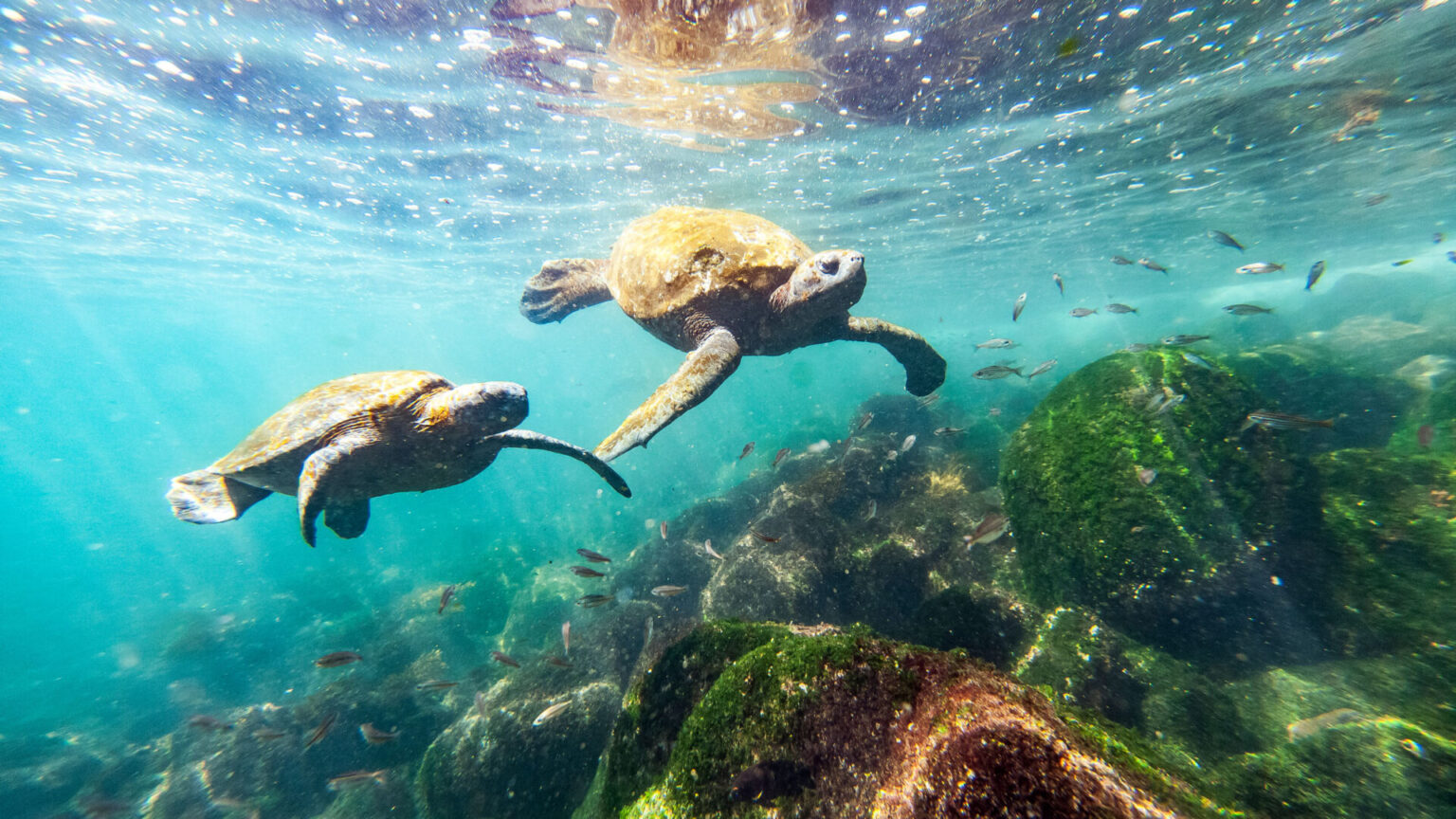 Wildlife & Safaris | Vaya Adventures Wildlife Vacations & Safari Tours ...